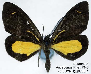 Papua Insects Foundation (Lepidoptera/Geometridae(Ennominae)/Ctimene ...